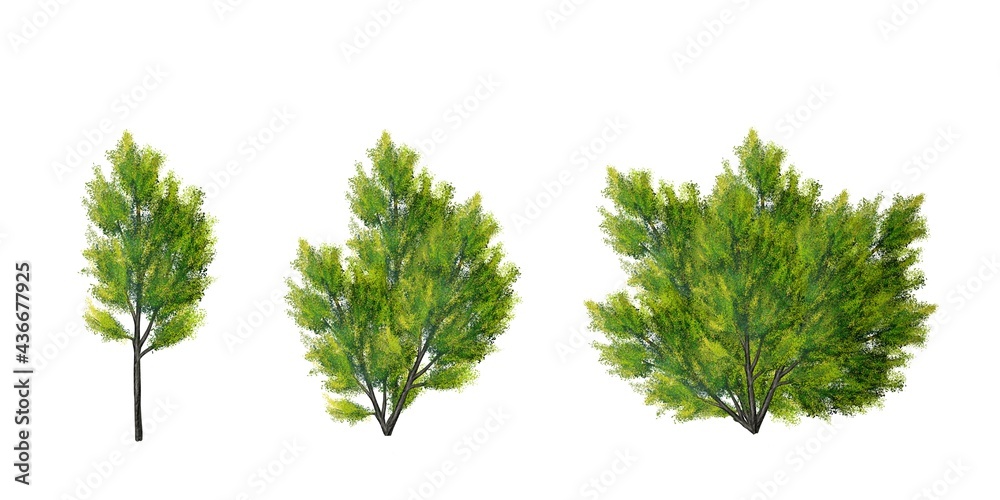 abstract watercolor tree side view isolated on white background for ...