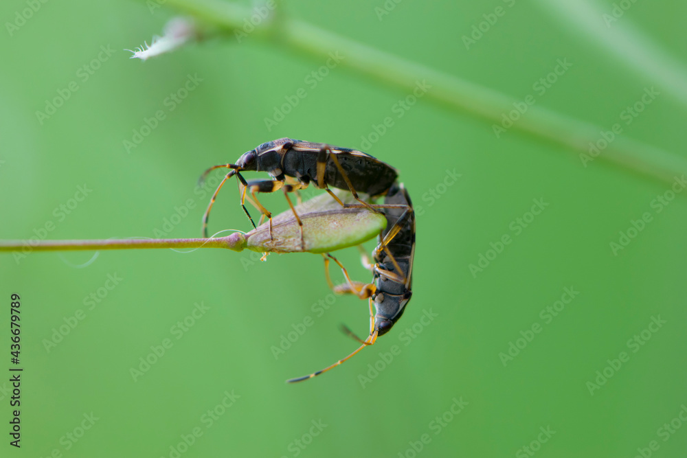 Shield Bugs mating. two beetles mate, insects reproduce, continuation ...