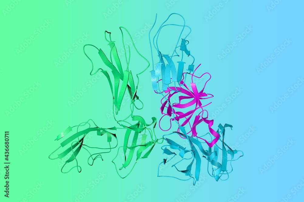 Crystal structure of an interleukin-1 receptor complex. Ribbons diagram ...