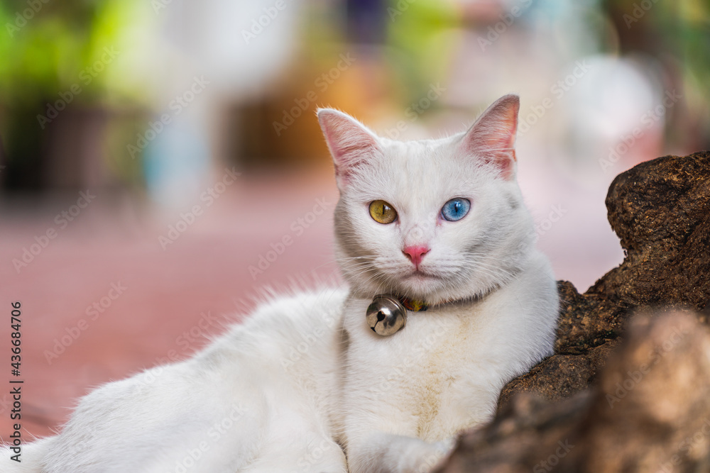White Cat With Amber Eyes