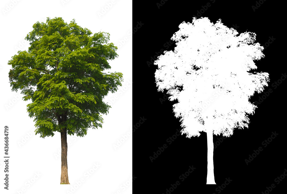 Isolated tree on white background with selected and path inside, alpha ...