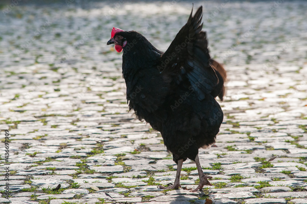 huhn Stock Photo | Adobe Stock