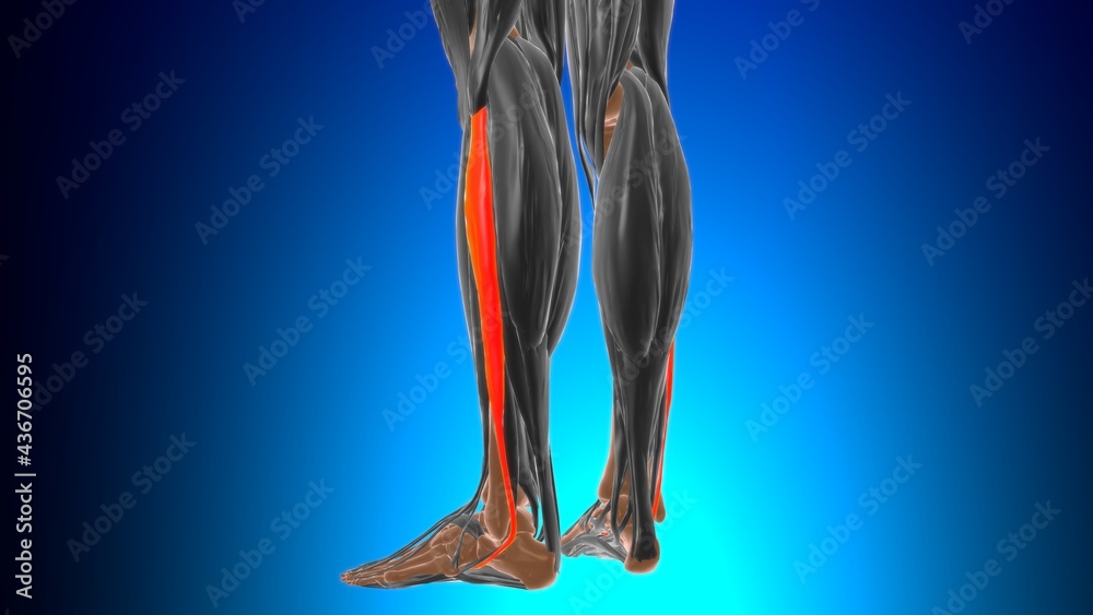 Fibularis longus Muscle Anatomy For Medical Concept 3D Stock ...