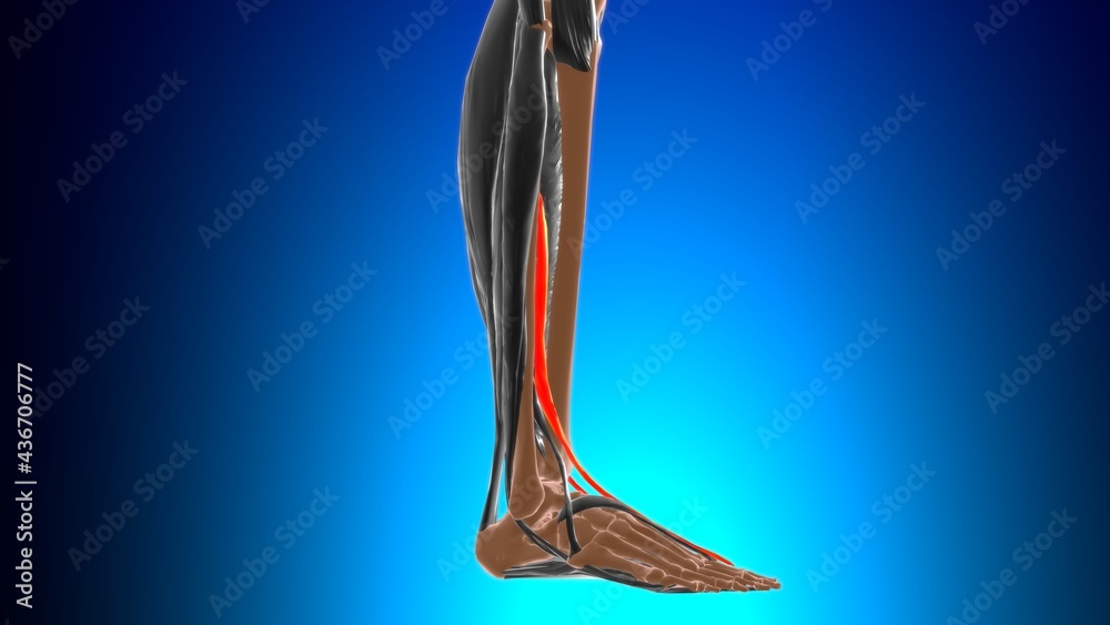 Extensor hallucis longus Muscle Anatomy For Medical Concept 3D Stock ...