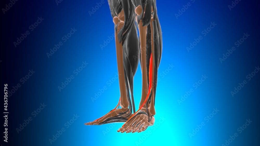 Extensor hallucis longus Muscle Anatomy For Medical Concept 3D Stock ...