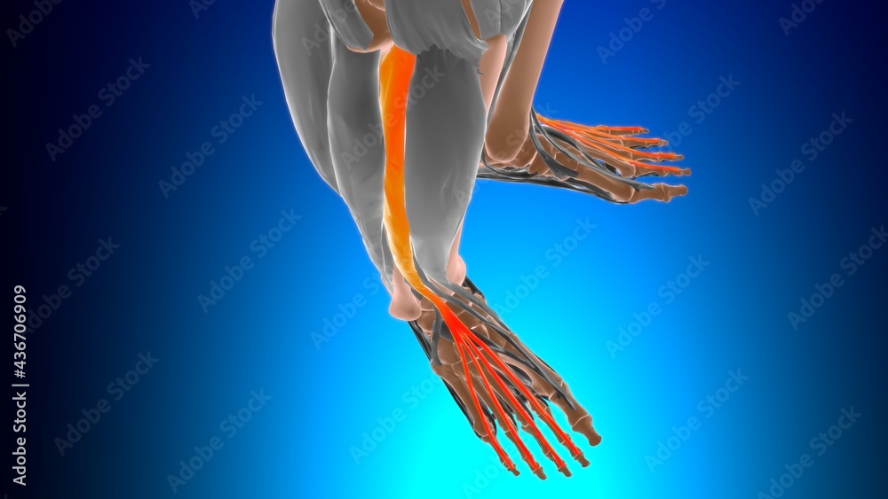 Extensor digitorum longus Muscle Anatomy For Medical Concept 3D Stock ...