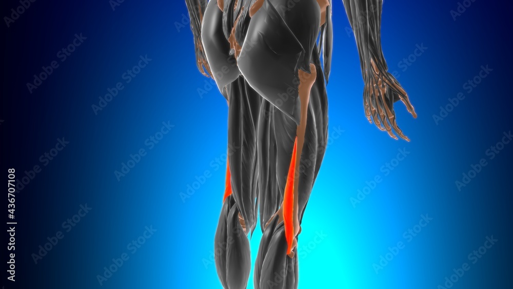 Biceps femoris Muscle Anatomy For Medical Concept 3D Stock Illustration ...