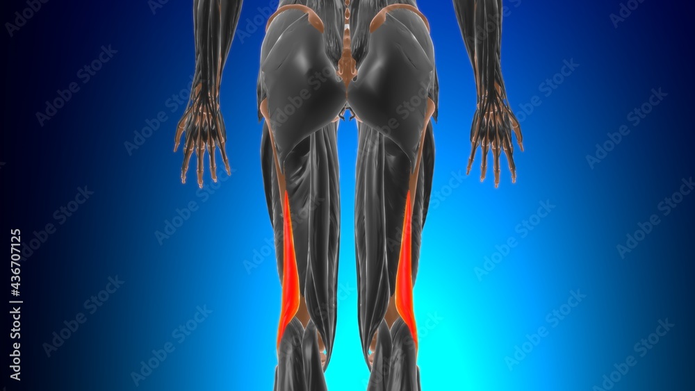 Biceps femoris Muscle Anatomy For Medical Concept 3D Stock Illustration ...