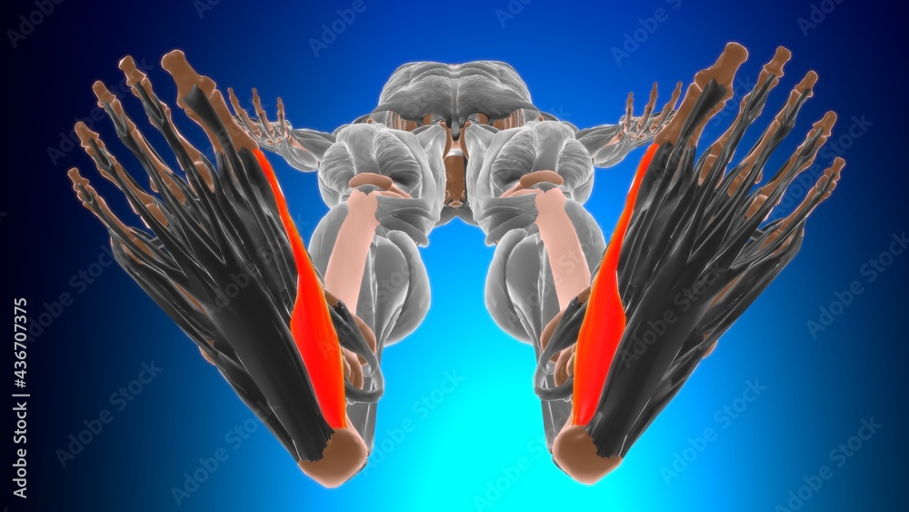 Abductor hallucis Muscle Anatomy For Medical Concept 3D Stock ...