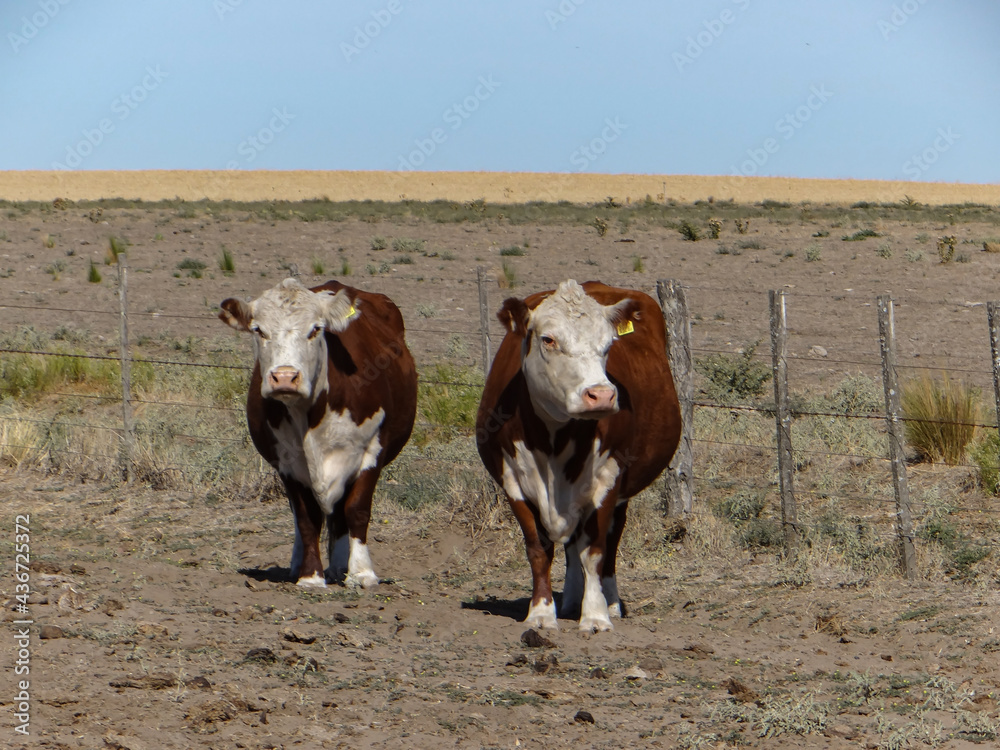 Dos vacas preñadas en un lote sin pasto, consecuencia de la sequía en ...