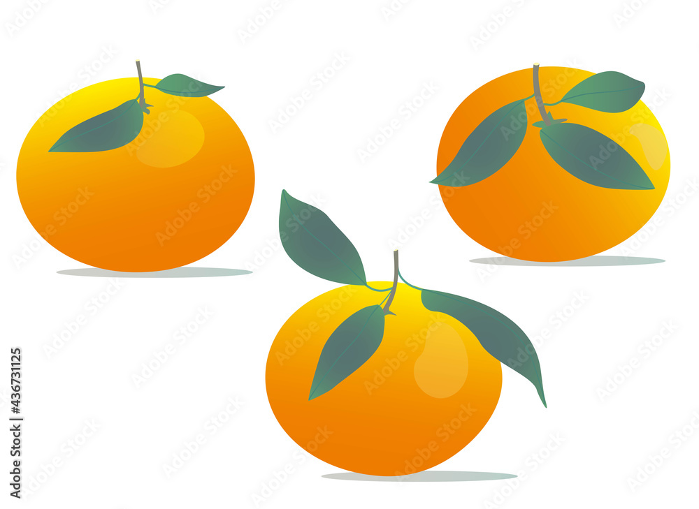 Mandarins. Vector illustration on a white background. For cafes ...