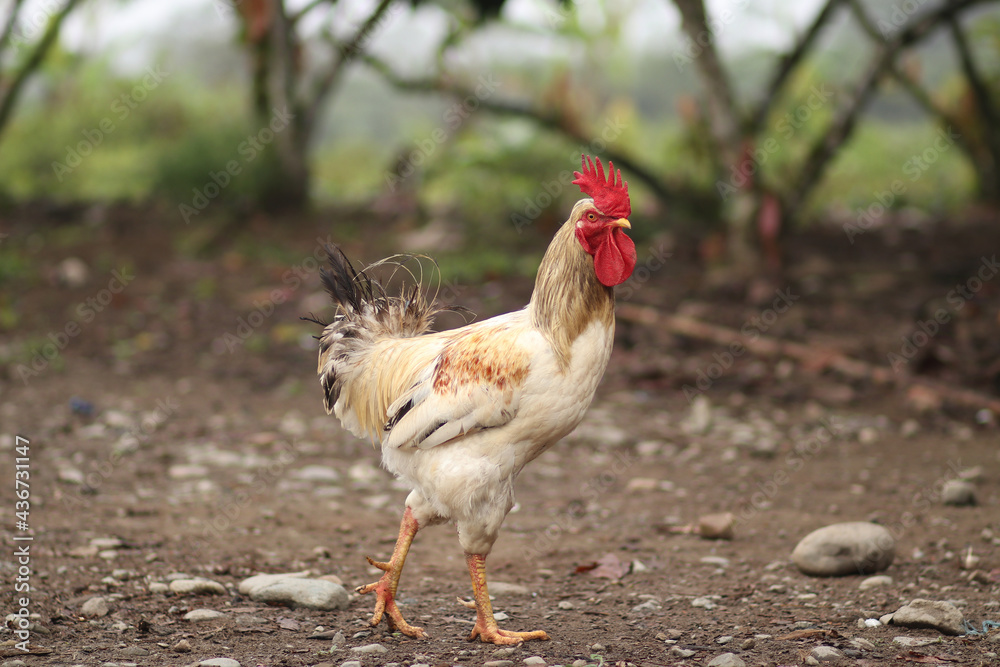 gallo grande cresta roja. gallo de campo. gallo amarillo, gallo de ...