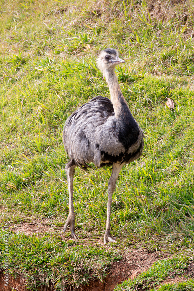 The ostrich is a flightless bird native to Africa. It is one of only ...
