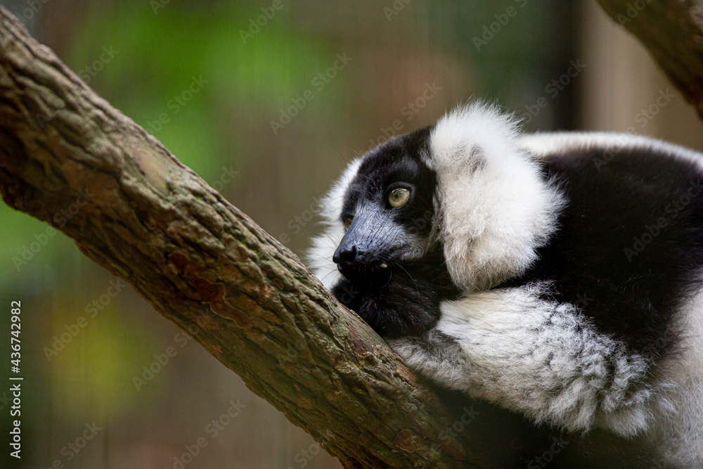 Lemur is the name given to the species of primate species that belong ...