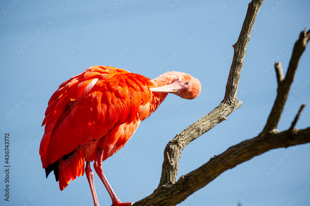 The red guará is a pelecaniform bird in the family Threskiornithidae ...