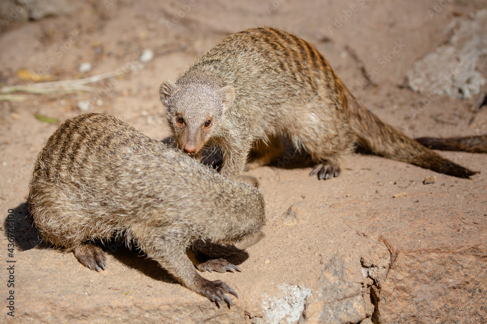 The banded mongoose is a species of mongoose native to the Sahel to ...
