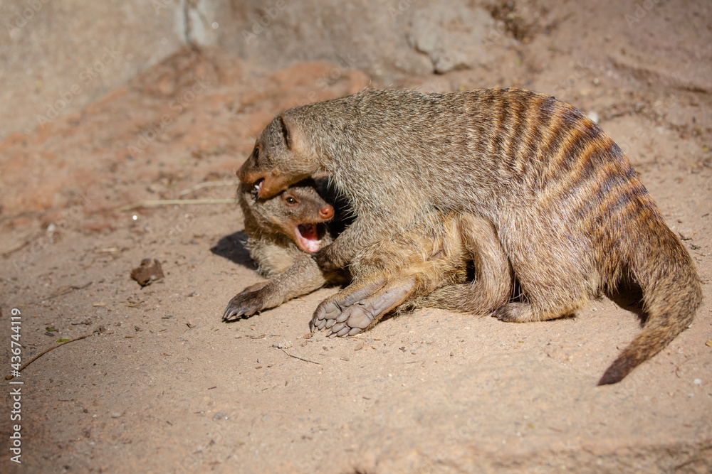 The banded mongoose is a species of mongoose native to the Sahel to ...