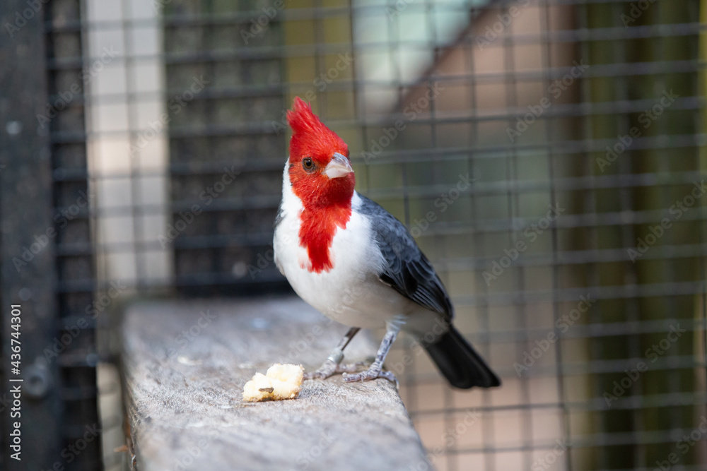 Cardinals are birds of the order Passeriformes of the genus Paroaria. A ...