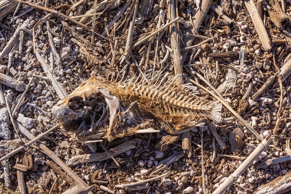 USA, CA, Salton Sea - December 28, 2012: Closeup of remains and ...