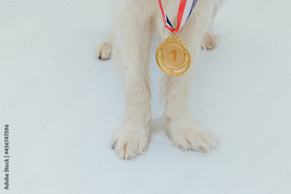 Puppy dog pwas border collie with winner or champion gold trophy medal ...
