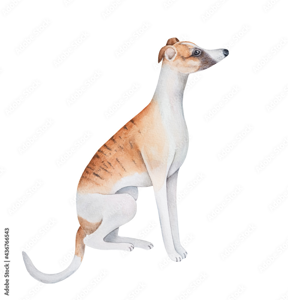 Cute Whippet Puppies