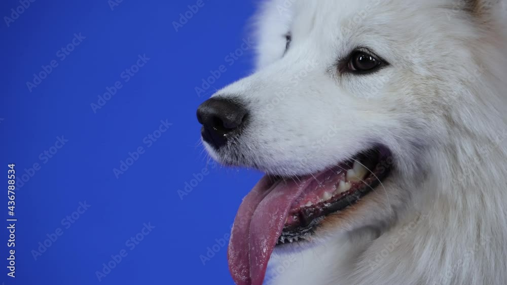 Profile portrait of a dog of the Samoyed Spitz breed in the studio on a ...