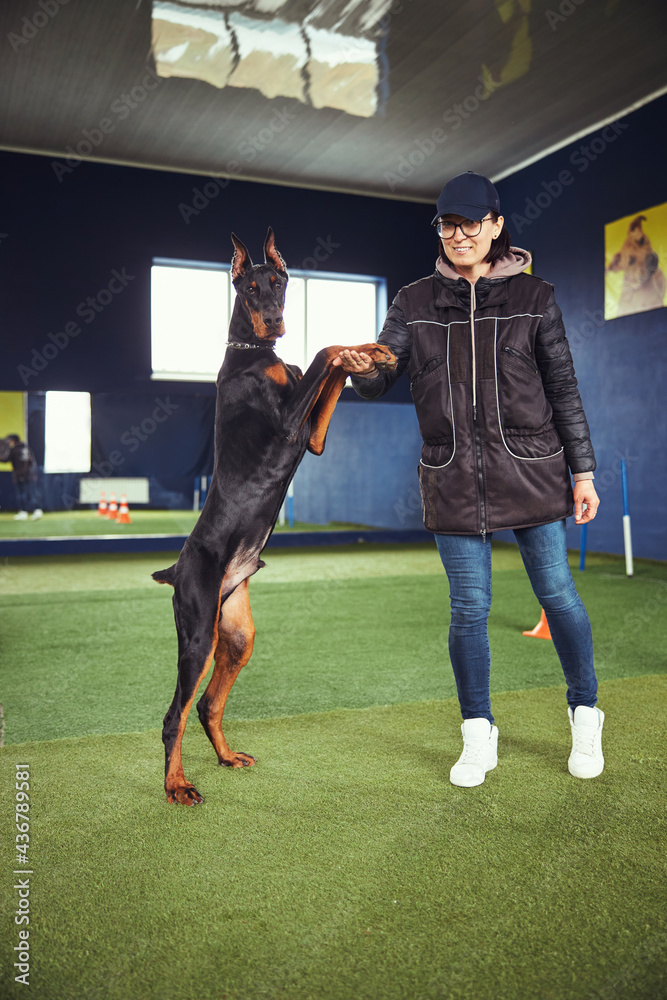 Dog standing on his hind legs supported by a handler Stock Photo ...
