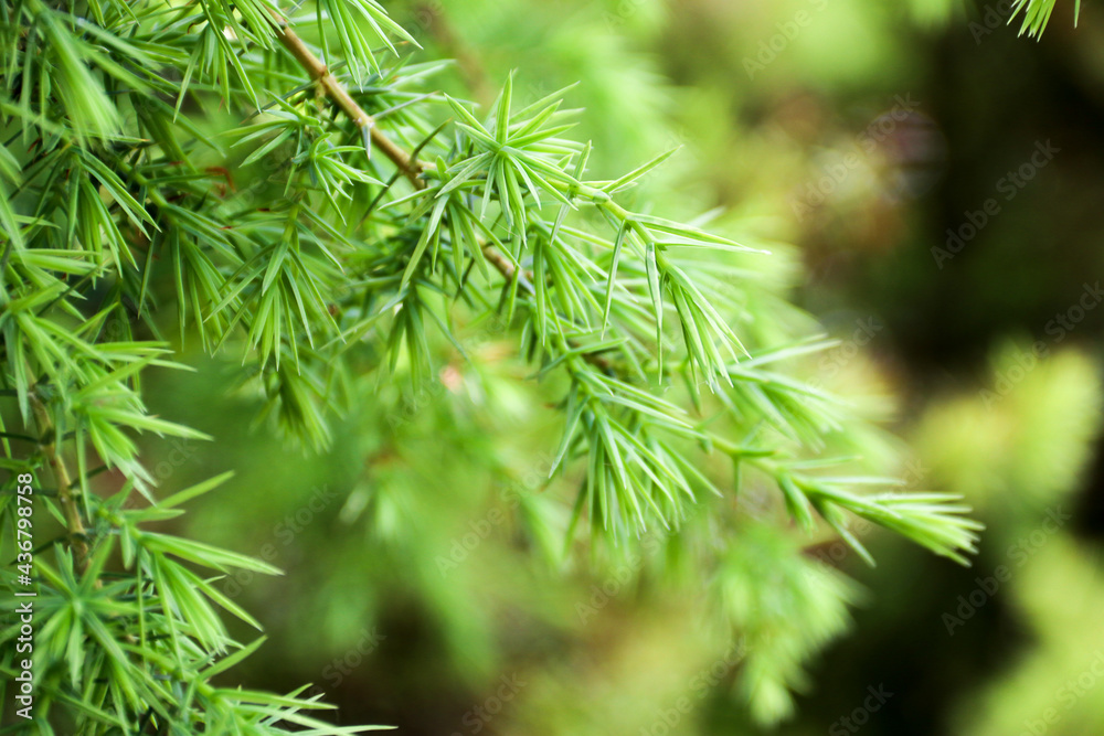 Juniper tree branch texture green needle background. Juniperus communis ...