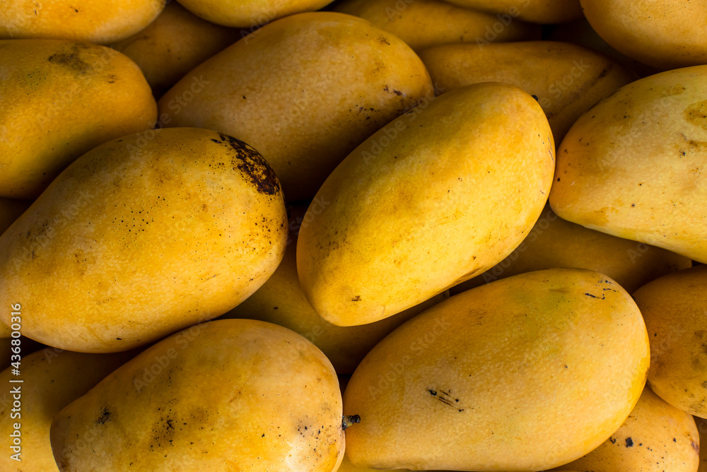 Ripe native Carabao Mangoes, also known as Philippine mango, on display ...