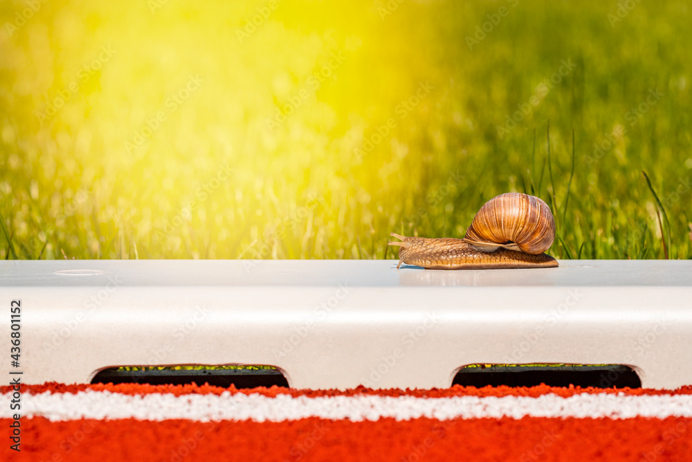 Snail ready for competition in stadium Stock Photo | Adobe Stock