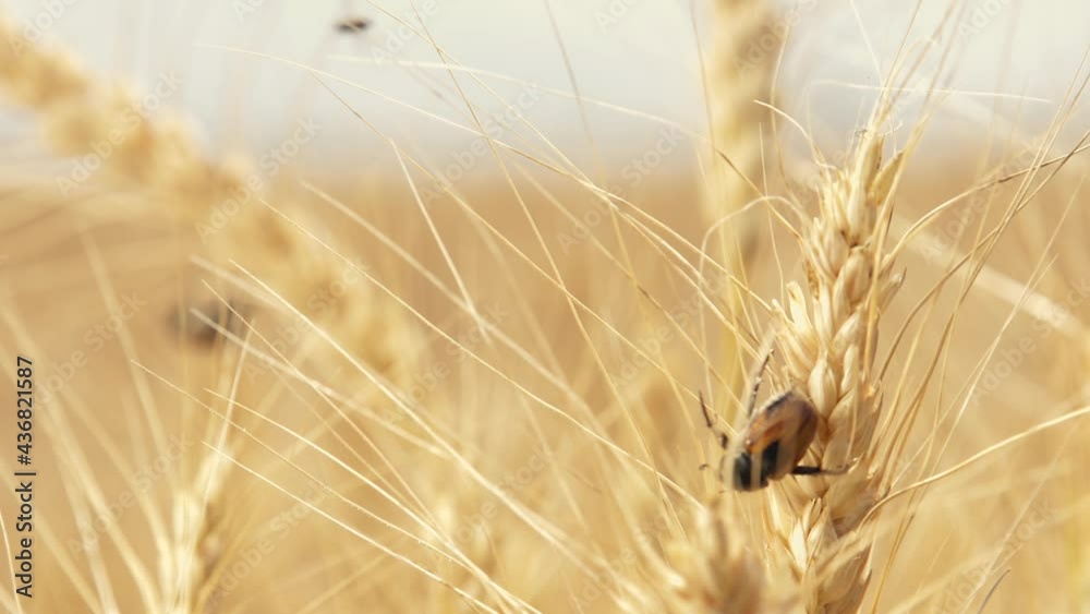 cereal crops field field. Agriculture. Harmful beetles spoil the wheat ...