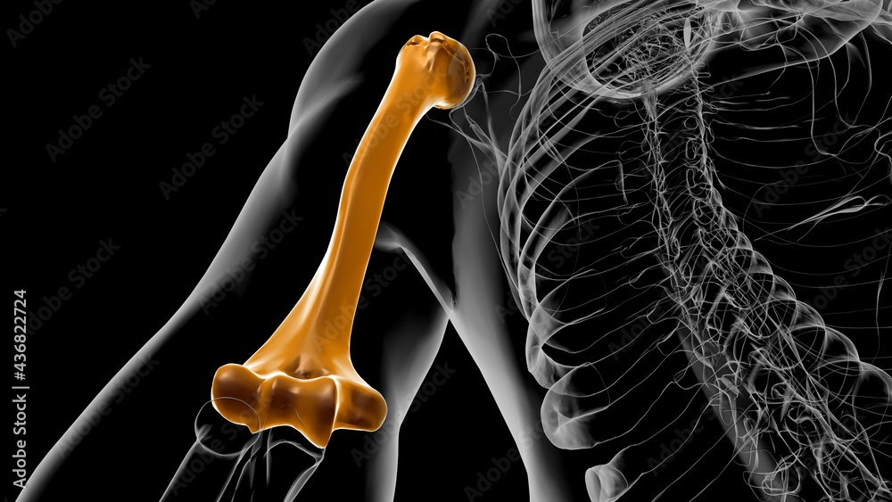 Human skeleton anatomy Humerus Bone 3D Rendering Stock Illustration ...