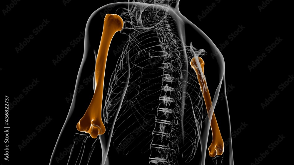 Human skeleton anatomy Humerus Bone 3D Rendering Stock Illustration ...