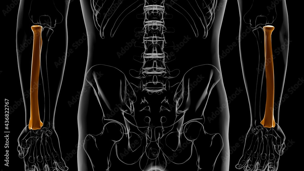 Human skeleton anatomy Radius Bone 3D Rendering Stock Illustration ...