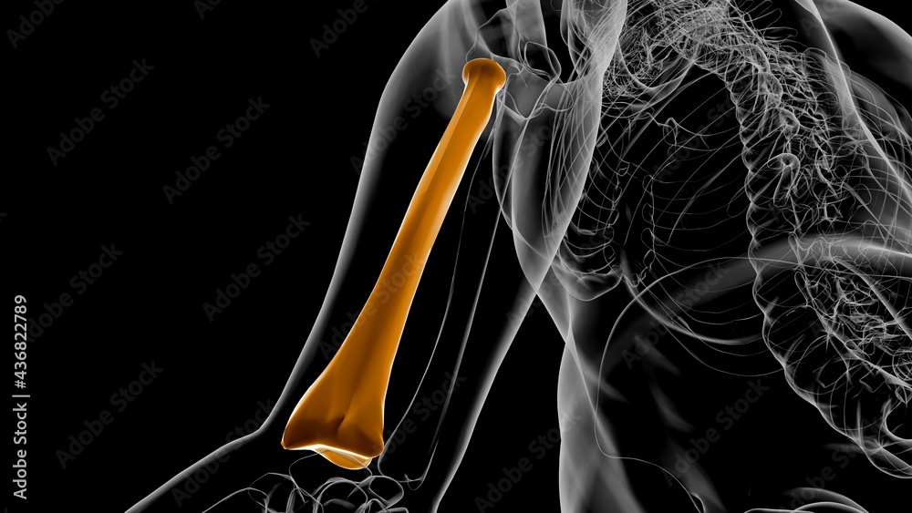 Human skeleton anatomy Radius Bone 3D Rendering Stock Illustration ...