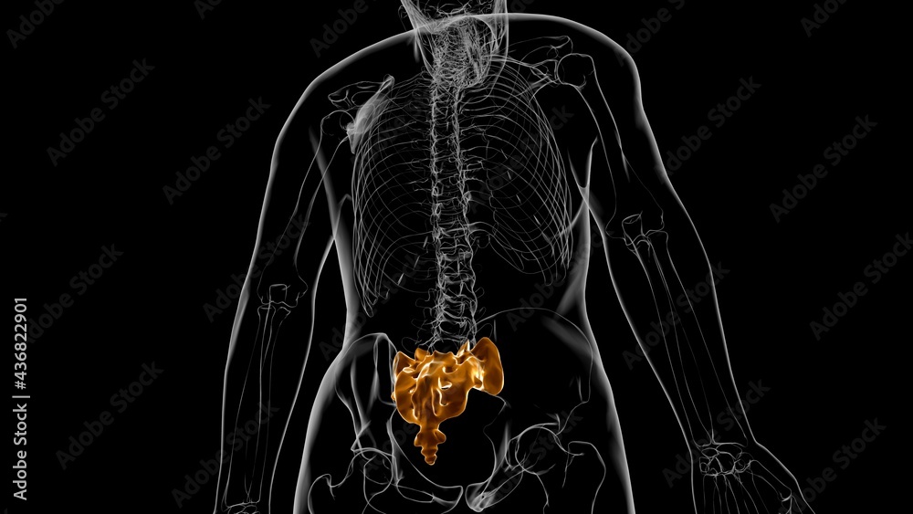 Human skeleton anatomy Sacral Bone 3D Rendering Stock Illustration ...