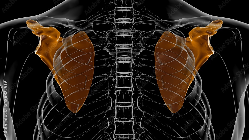 Human skeleton anatomy Scapula Bone 3D Rendering Stock Illustration ...