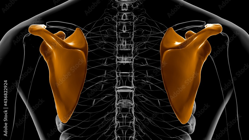 Human skeleton anatomy Scapula Bone 3D Rendering Stock Illustration ...