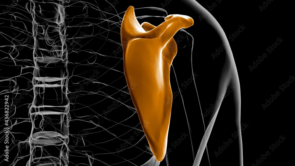Human skeleton anatomy Scapula Bone 3D Rendering Stock Illustration ...