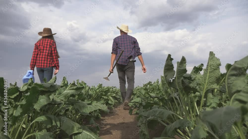 Teamwork of farmers in field. Agricultural business. farmer walks ...