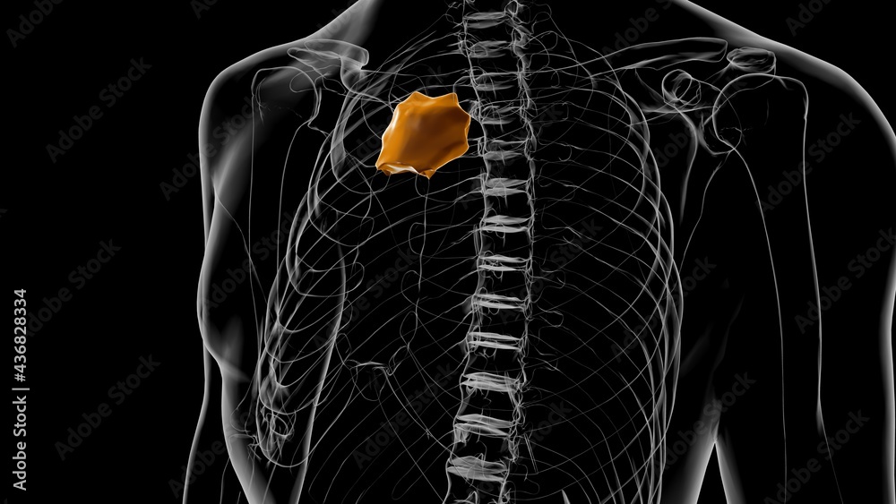 Human Skeleton Manubrium Anatomy 3D Stock Illustration | Adobe Stock