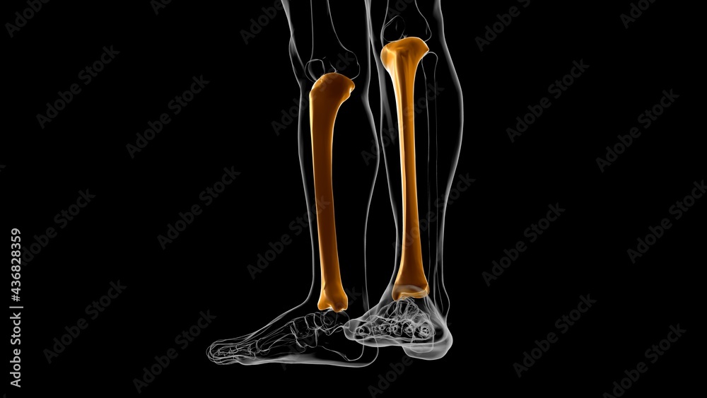 Human skeleton anatomy Tibia Bone 3D Rendering Stock Illustration ...
