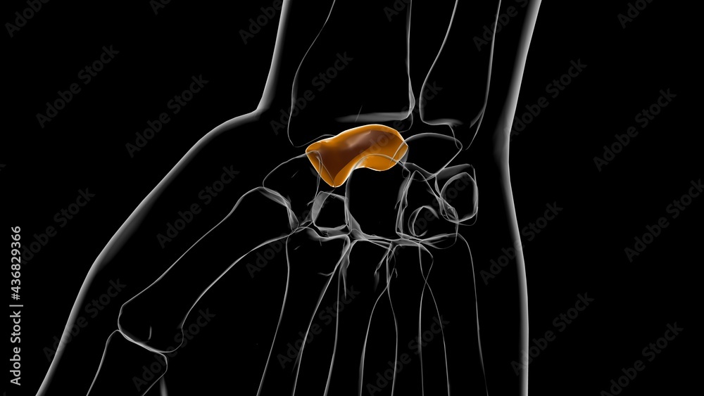 Human Skeleton Scaphoid Anatomy 3D Stock Illustration | Adobe Stock