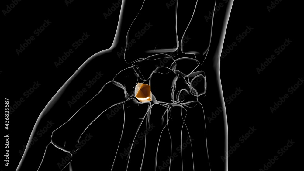 Human Skeleton Triquetral bone Anatomy 3D Stock Illustration | Adobe Stock