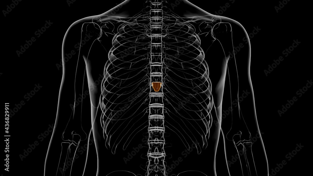 Human Skeleton Xiphoid process Anatomy 3D Stock Illustration | Adobe Stock