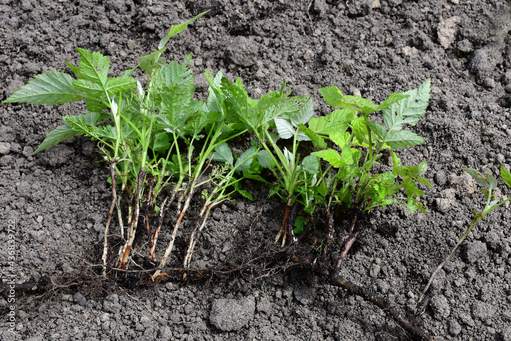 A young raspberry plant with roots. Rhizome with shoots. Vegetative ...