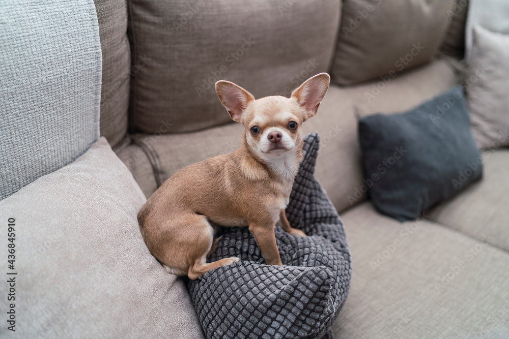 Perro pequeño color canela mirando a camara con grandes orejas Stock ...