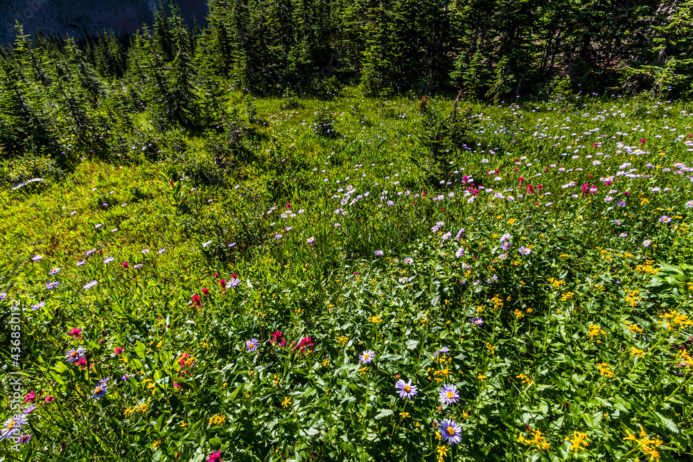 summer wild flowers scattered on the meadows and prairies in Glacier ...