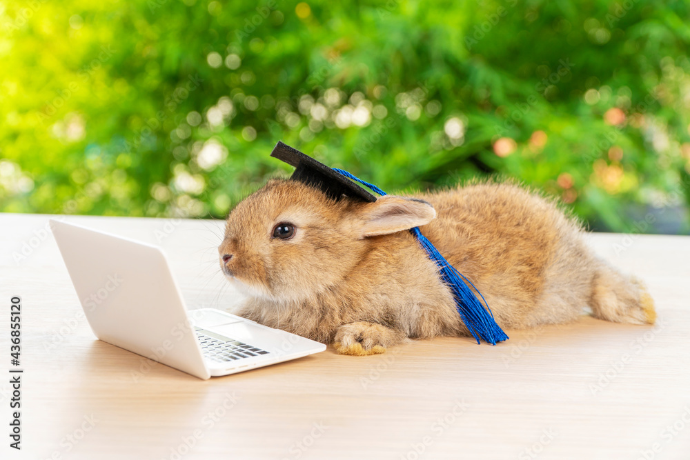 Newborn tiny bunny brown rabbit wear blue graduation cap looking at ...