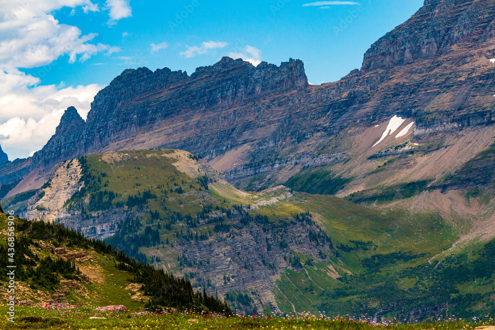 summer alpine meadow high up in Logan Pass with the jagged mountain ...